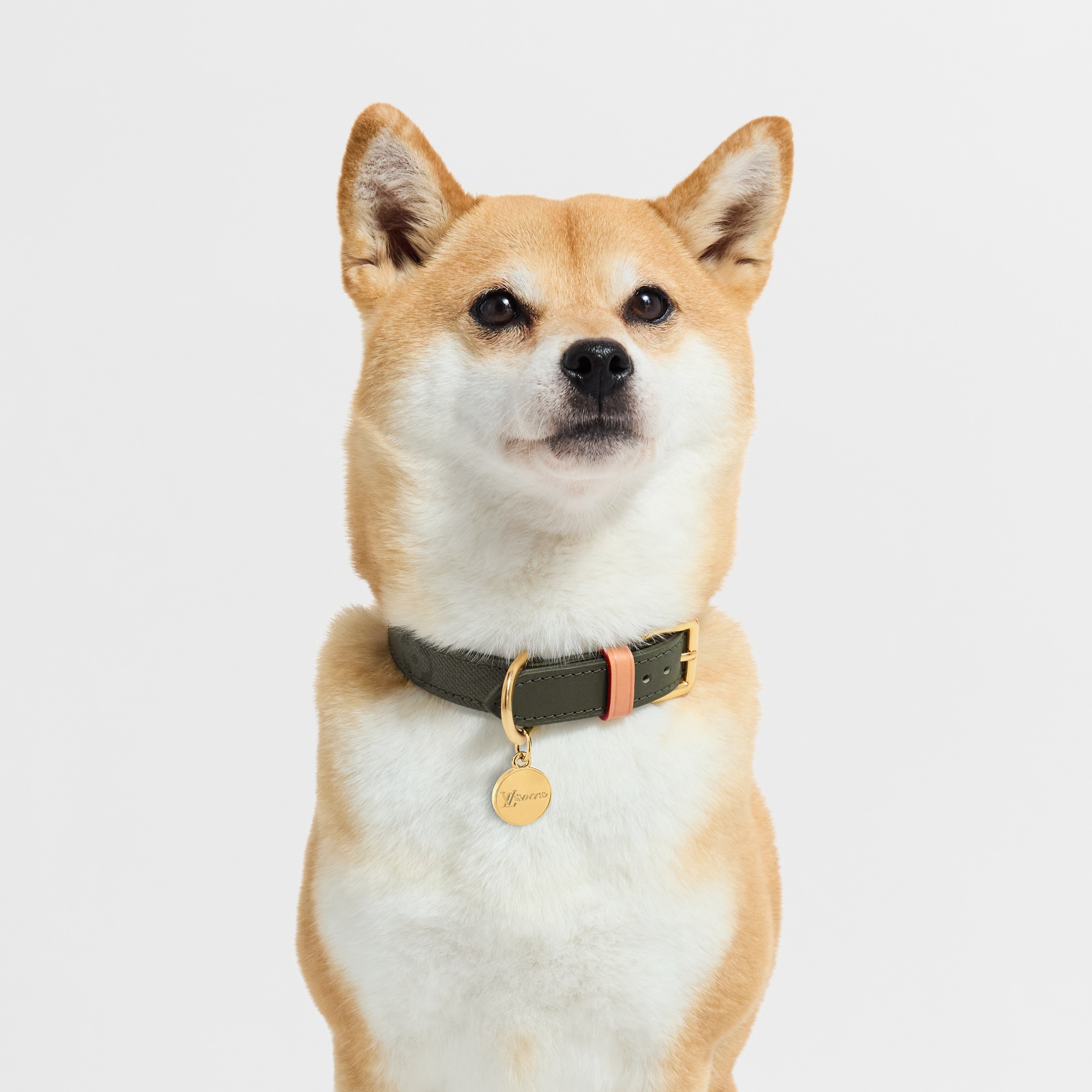 PM Dog Collar - Luxury S00 Green | LOUIS VUITTON